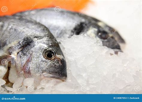Pescados En El Hielo Imagen De Archivo Imagen De Recientemente 24087053