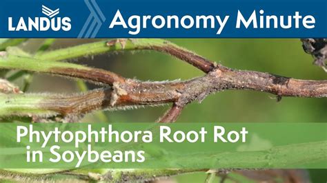 Phytophthora Root Rot In Soybeans Agronomy Minute Youtube