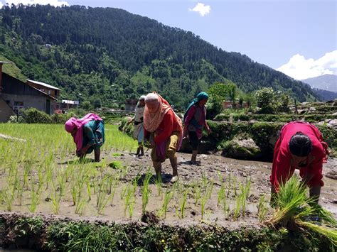 Farmers Hopeful Of Better Paddy Yield On Good Monsoon Rains Daily