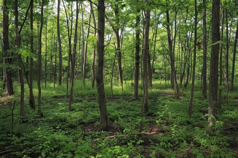 Premium Photo Exploration Of Tree Regeneration Patterns After Di