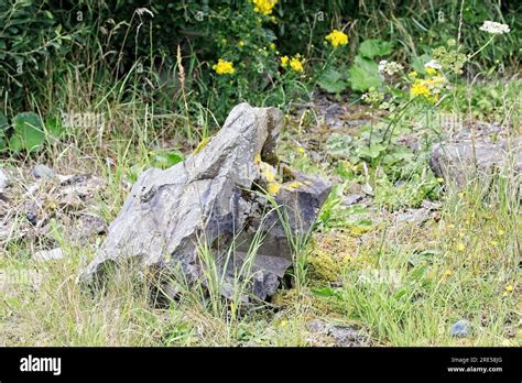 Large Angular Rock With Moss An Surounded By Wild Flowers And Grasses