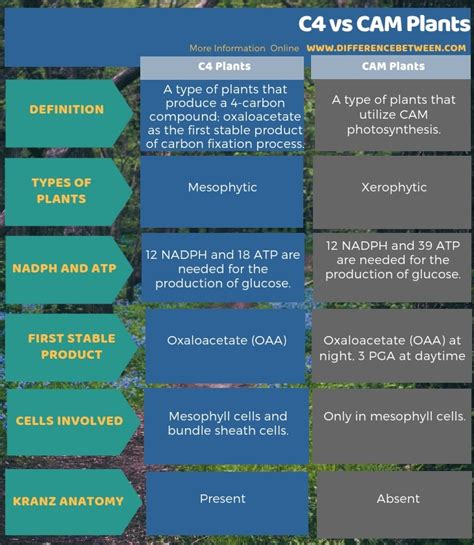 Difference Between C3 C4 And Cam Pathway With Comparison