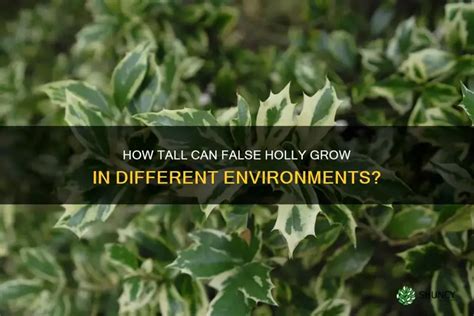 How Tall Can False Holly Grow In Different Environments Shuncy