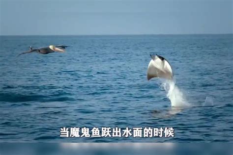 世界上唯一“会飞的鱼”，长米重吨，能在水面上飞行！ 能在 水面 飞行