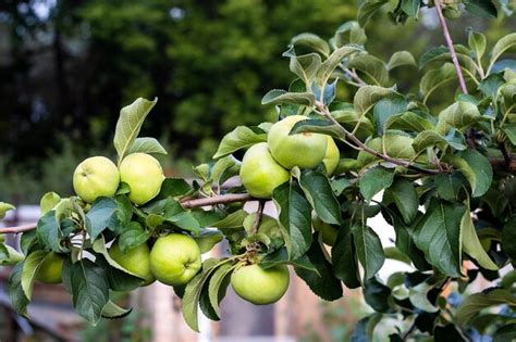 Manzanas Verdes En Una Rama Al Aire Libre Foto Premium