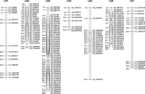 The Snp Based Linkage Maps Of The Bukammen × Haugastøl 3 Mapping Download Scientific Diagram