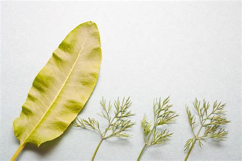 어린 고추냉이 식물잎과 딜 잎 몇 잎 복사 공간이 있는 회색 배경입니다 근접 촬영 건강한 라이프 스타일 플랫 레이 상단 보기 0명에 대한 스톡 사진 및 기타 이미지 Istock