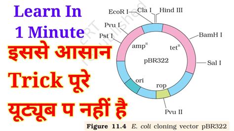 Pbr322 Plasmid Vector Super Easy Trick Class 12 Biotechnology Youtube