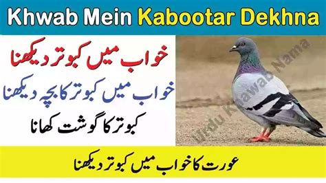 Khwab Mein Kabootar Dekhna Ki Tabeer Urdu Khawab Nama