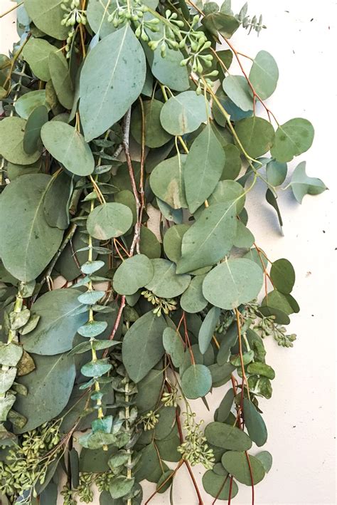 Silver Dollar Eucalyptus Seeded Silver Dollar Eucalyptus Seeds