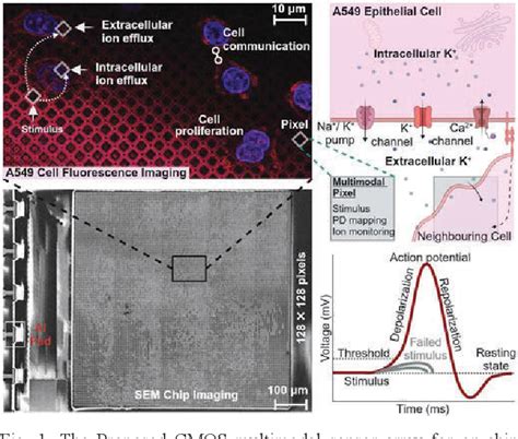 Figure 1 From A Subcellular Resolution Multimodal Cmos Biosensor Array With 16k Ion Selective