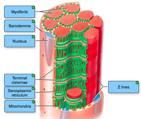 Lecture EXAM Physio Flashcards Quizlet Lecture EXAM Physio Flashcards Quizlet