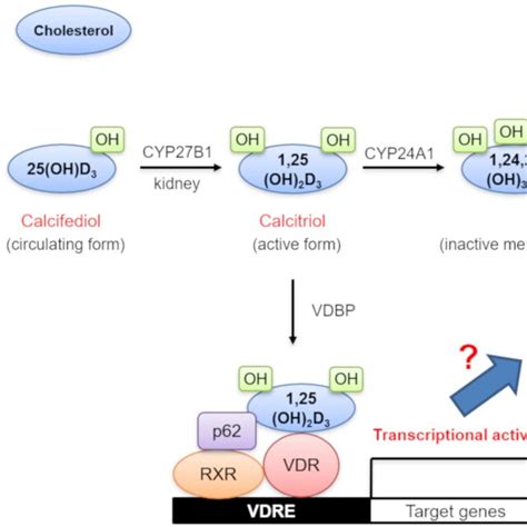 Diagram Of Vitamin D Vd Synthesis Metabolism Biological Action And