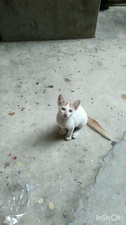🐱🐱funny Cat Video🐱🐱 Shorts Viral Video Shorts Youtube