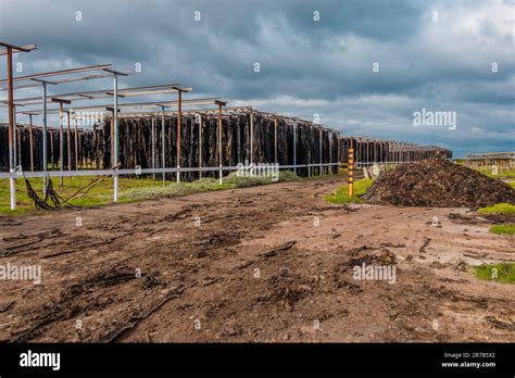 Photograph Of A Large Kelp Processing Facility On King Island In The