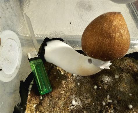 Another One ☮️💚🌱🧡 Rmycophiles