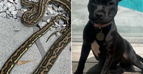 En Australie Un Touriste A Dû Venir En Aide Au Chien De La Voisine