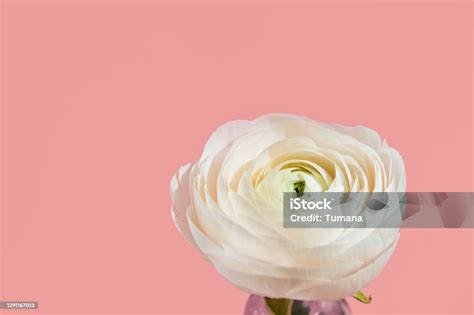 딱딱한 빛이 있는 분홍색 배경에 유리 꽃병에 흰 꽃과 라난큘러스 꽃잎 봄 여름 개화 0명에 대한 스톡 사진 및 기타 이미지