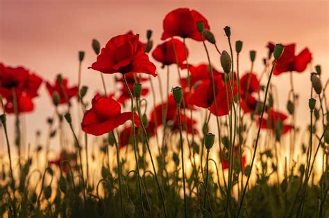 Anzac Day Parade And Ceremony 25 April Redlands College