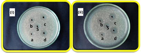 The Development Of Zno Nanoparticle Embedded Graphitic Carbon Nitride