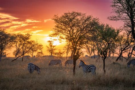 Best Camera Settings For Safari Photography Maps And Merlot