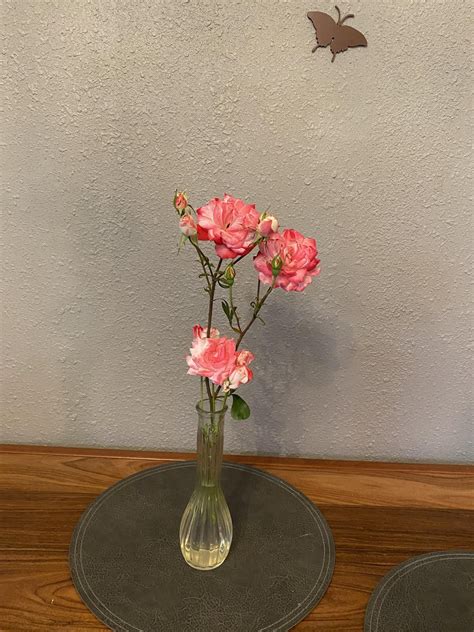 Candy Cane Cocktail Rroses
