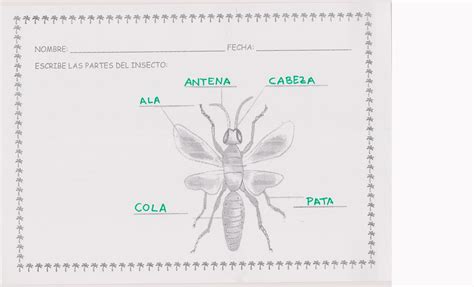Los Infantes Del Blas Vemos Las Partes De Los Insectos