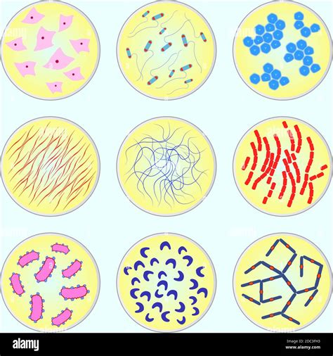 Examples Of Bacteria