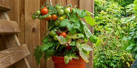 Will 40 Degrees Kill Tomato Plants How Cold Is Too Cold Gfl Outdoors