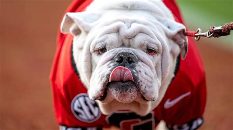 Who Was University Of Georgia Mascot Uga X The Us Sun