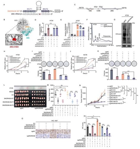 Snora56 Promotes 28 S Rrna Maturation And Translation In Crc Cells A