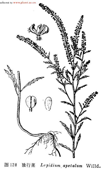 Lepidium Apetalum Willd