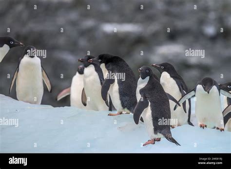 Adelie Penguins At Hope Bay Antarctica Stock Photo Alamy