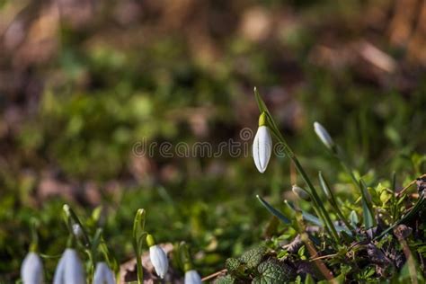 Spring White Flower Snowdrop Galanthus In Wild Forest Stock Photo