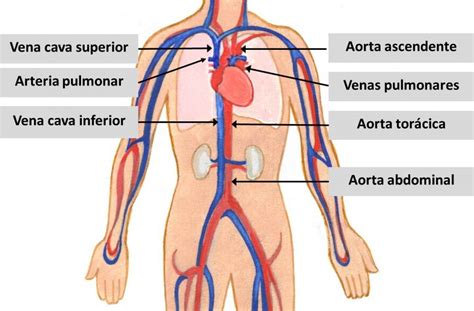 Principales Venas Y Arterias Del Sistema Circulatorio Cuerpo Humano