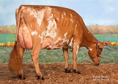 Wisconsin Ayrshire Junior Association Wisconsin Ayrshire Breeders