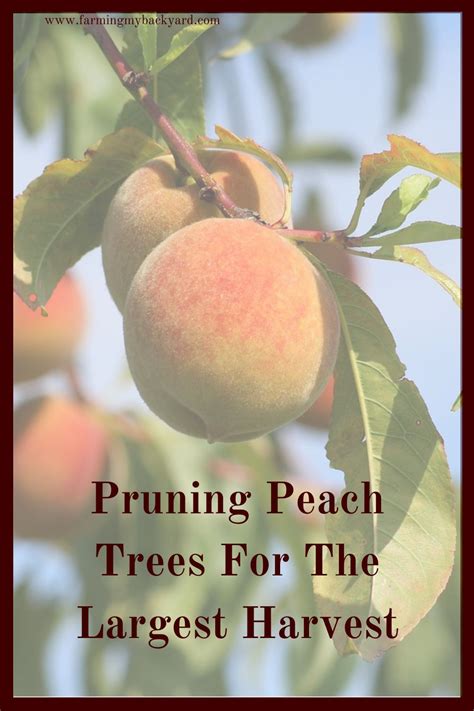 Pruning Peach Trees For The Largest Harvest Farming My Backyard