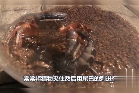 将螃蟹和蝎子放在一起瞬间就干起架来你猜谁会赢呢 蝎子 瞬间 螃蟹