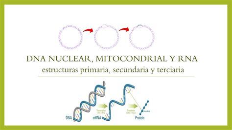 Dna Y Rna Estructuras Primaria Secundaria Y Terciaria Adn Mitocondria Udocz