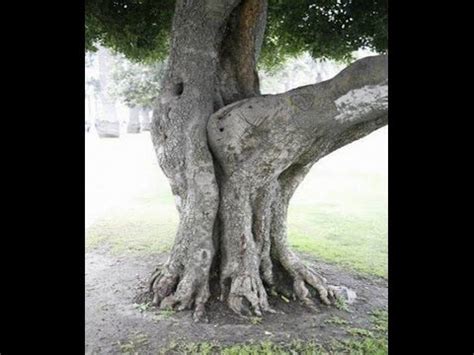 Super 20 Amazing Pictures Of Trees That Will Prove You Have A Dirty Mind 2017 YouTube