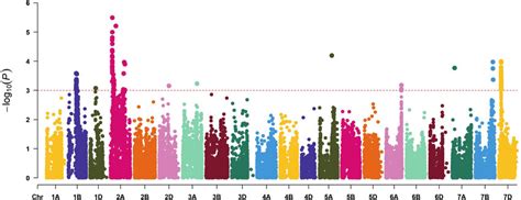 Manhattan Plots Revealing Single Nucleotide Polymorphisms Snps