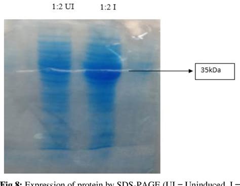 Figure 8 From Amplification And Cloning Of Gene Encoding Of Cell