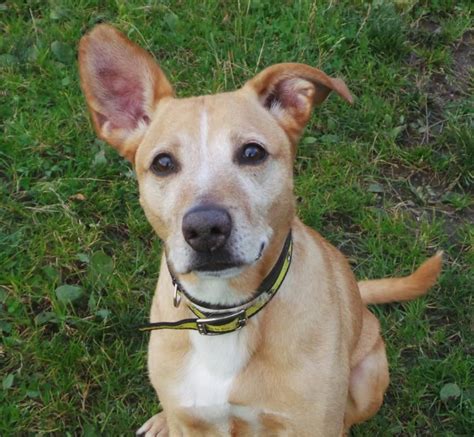Adopt A Dog Ollie A Crossbreed Dogs Trust Dog Crossbreeds Dog