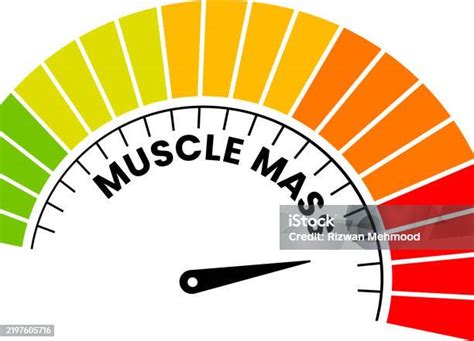 Muscle Mass Level Meter Speedometer Infographics Vector Stock