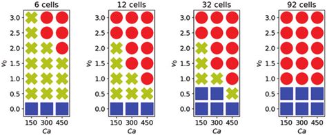 equilibrium configuration for 6 12 32 and 92 cells the color coding