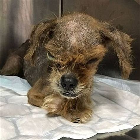 Verdens Grimmeste Hund Er Blevet Smuk Hunden Dk