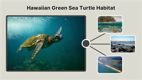 Hawaiian Green Sea Turtle Facts Habitat And Protection