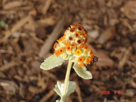 Plantfiles Pictures Buddleja Species Woolly Butterfly Bush Buddleja