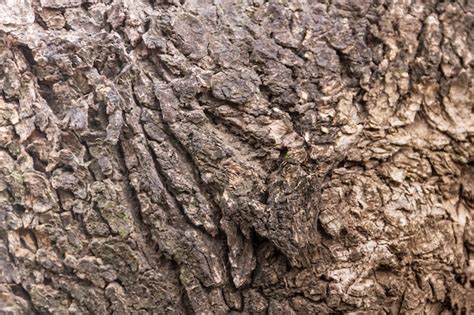 Premium Photo Textured Background Of Tree Bark With Rust