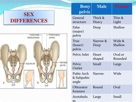 PPT PELVIS SACRUM PowerPoint Presentation Free Download ID